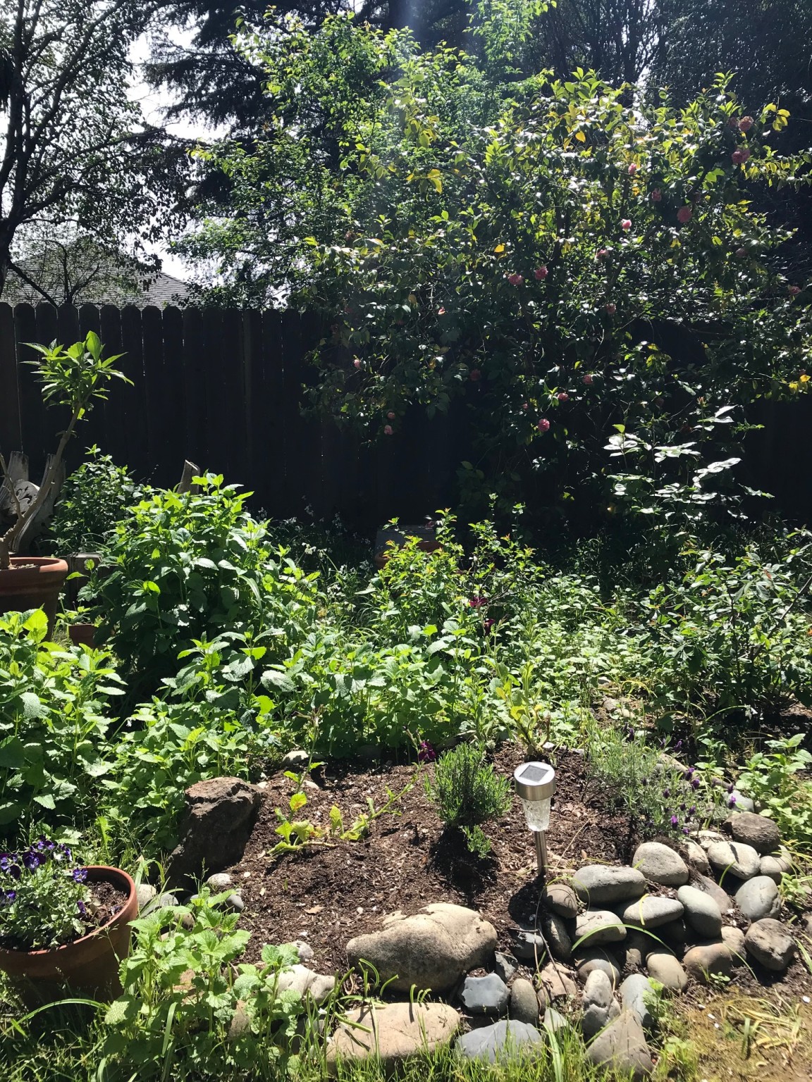 Napa County Master Gardeners: Affection for invasive lemon balm – Napa ...