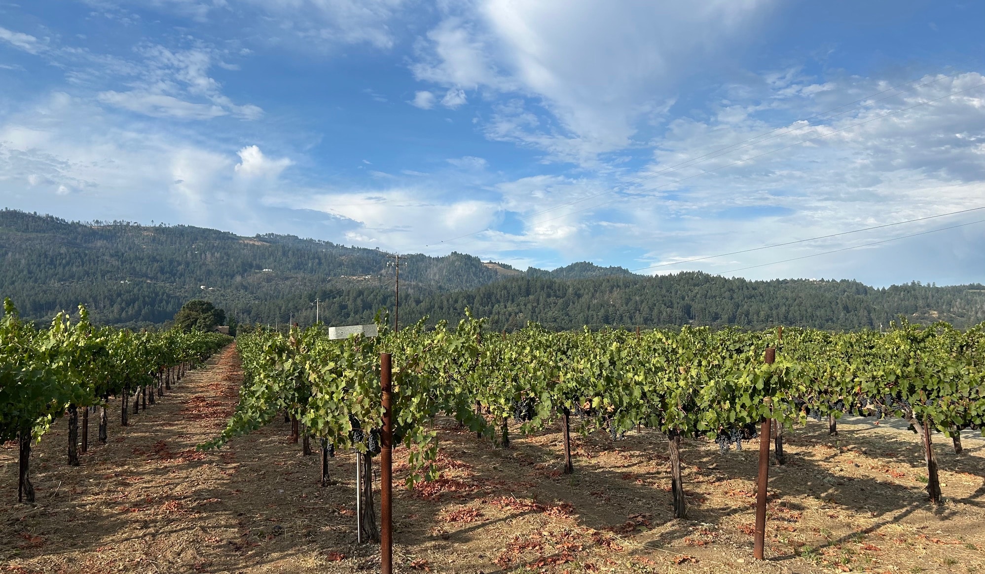 Napa’s 2025 grape crush low but not as small as anticipated